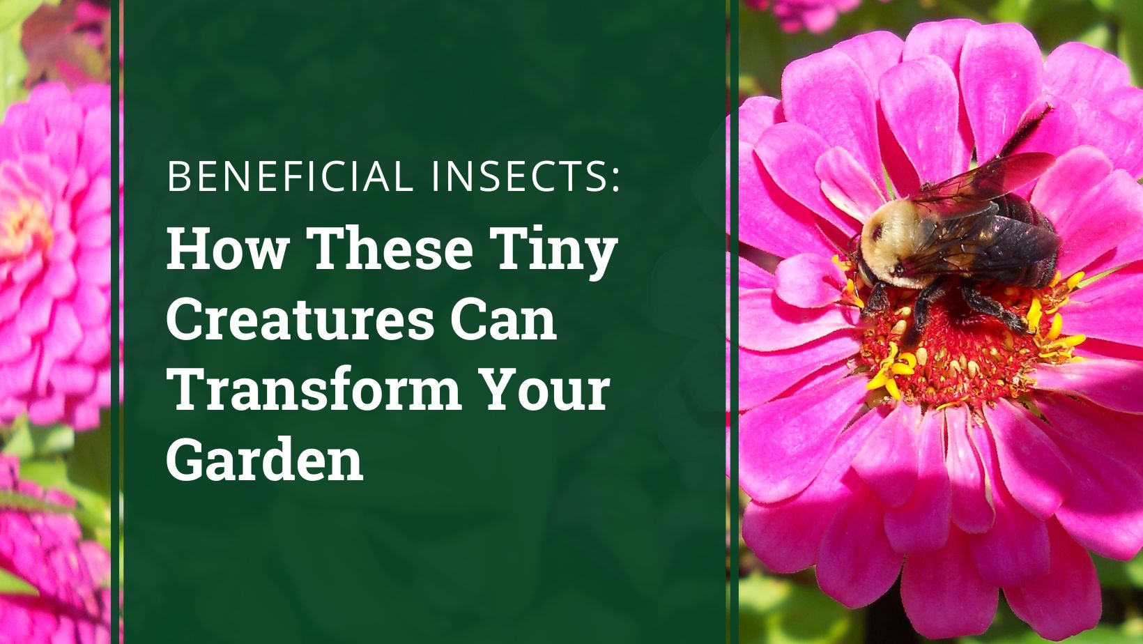 Beneficial Insects: How These Tiny Creatures Can Transform Your Garden ...