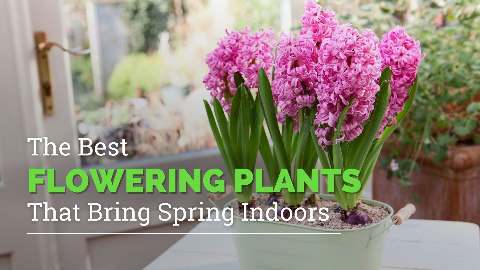 The Best Flowering Plants That Bring Spring Indoors | Knollwood Garden ...
