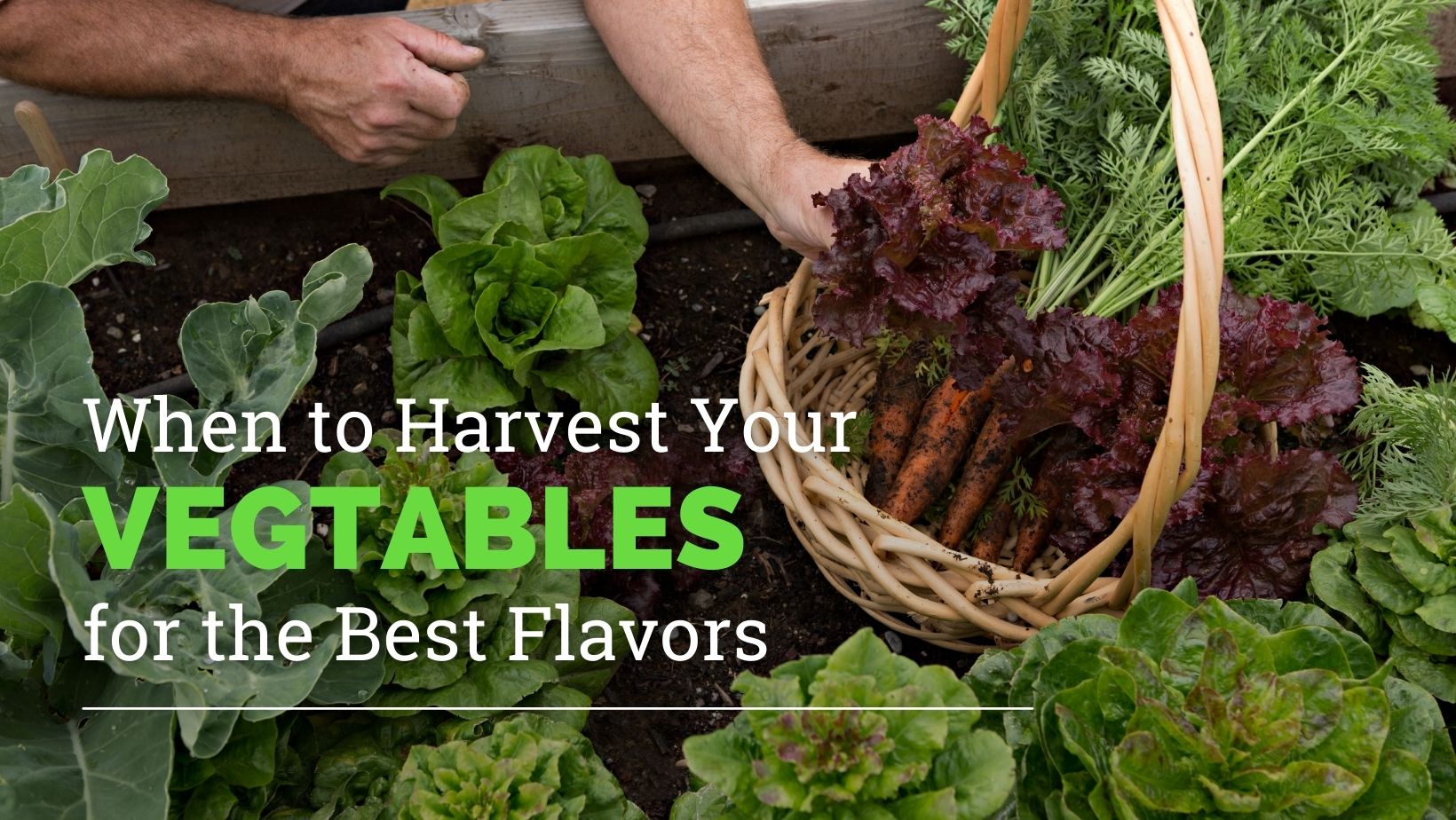 When to Harvest Your Vegetables for the Best Flavors | Knollwood Gardens