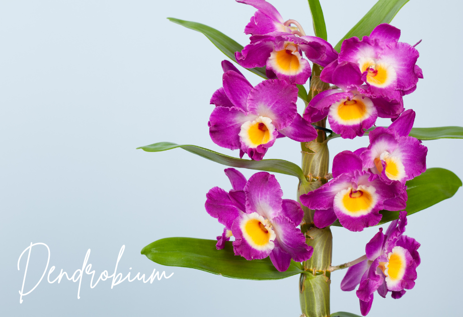 The Language of Orchids: A Care Guide for Every Grower