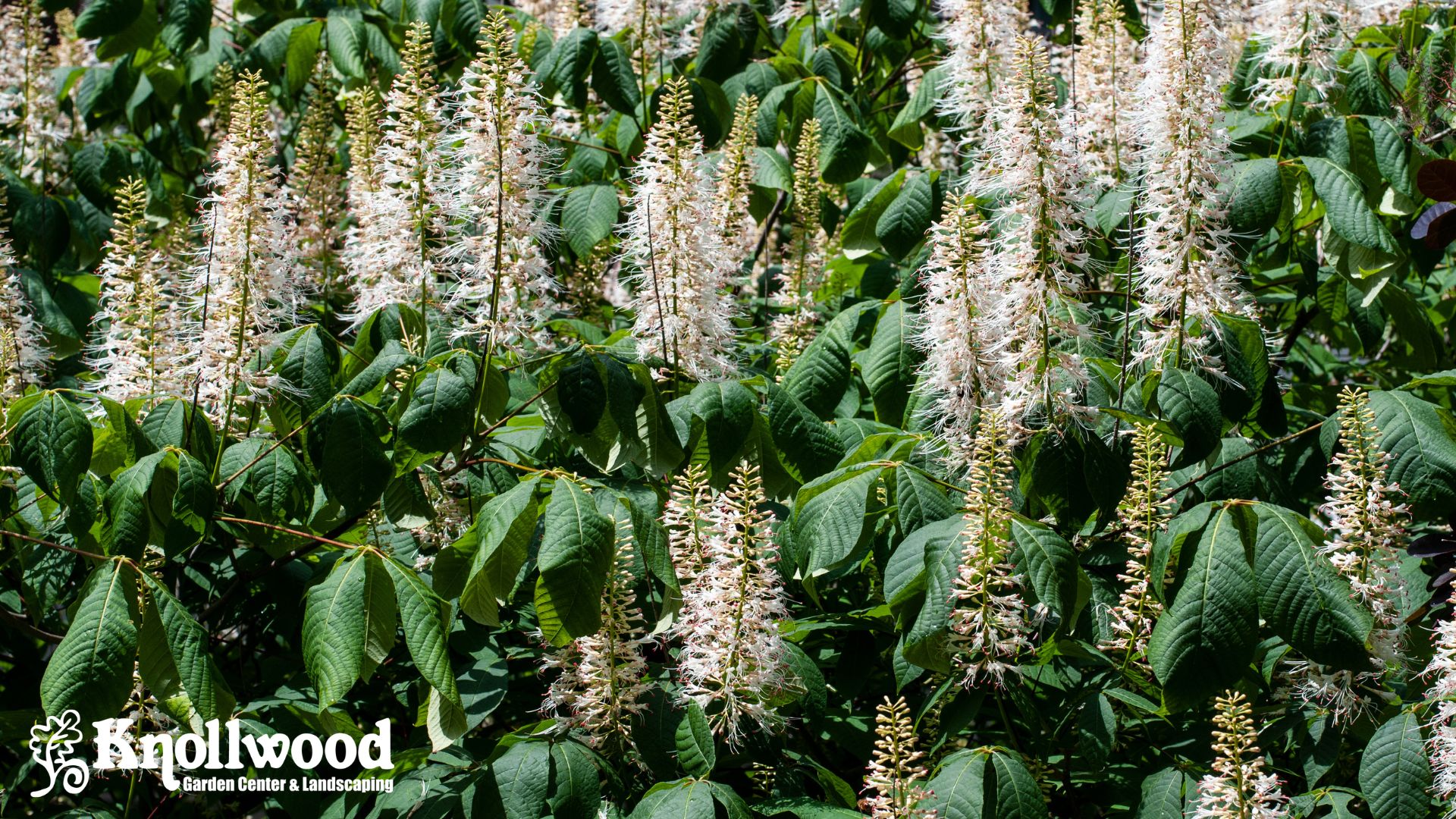 Ohio Native Plants for Every Yard: What to Grow in Sun, Shade, Wet Soil ...
