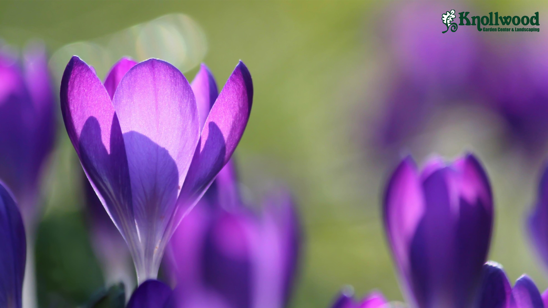 Look Forward to These Flowers Blooming in March | Knollwood Garden Center