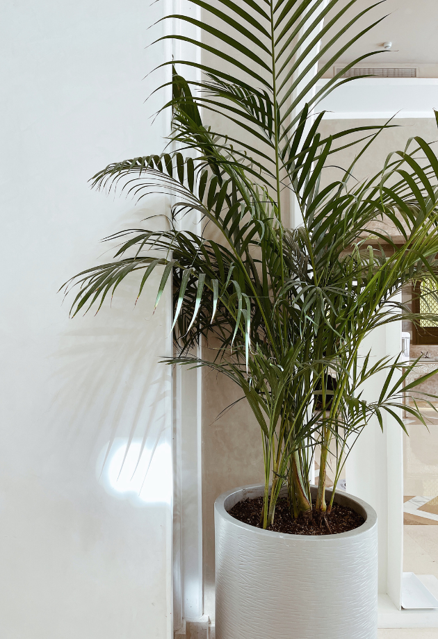 The Ultimate Guide to Finding the Right Light for Happy, Healthy Plants
