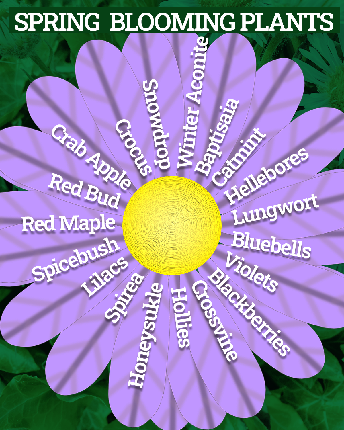 Your Guide to Planting a Garden Perfect for Pollinators | Knollwood ...
