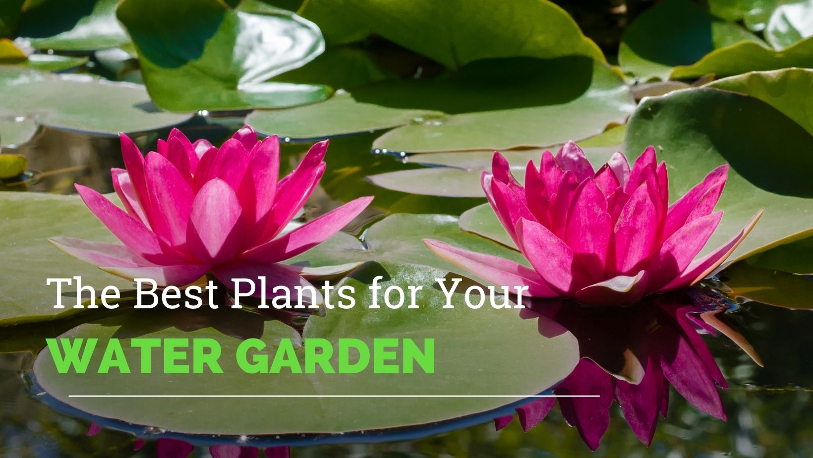 The Best Plants for Your Water Garden | Knollwood Gardens
