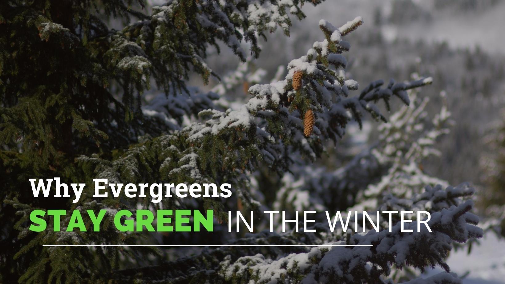 Why Evergreens Stay Green in Winter | Knollwood Gardens Center