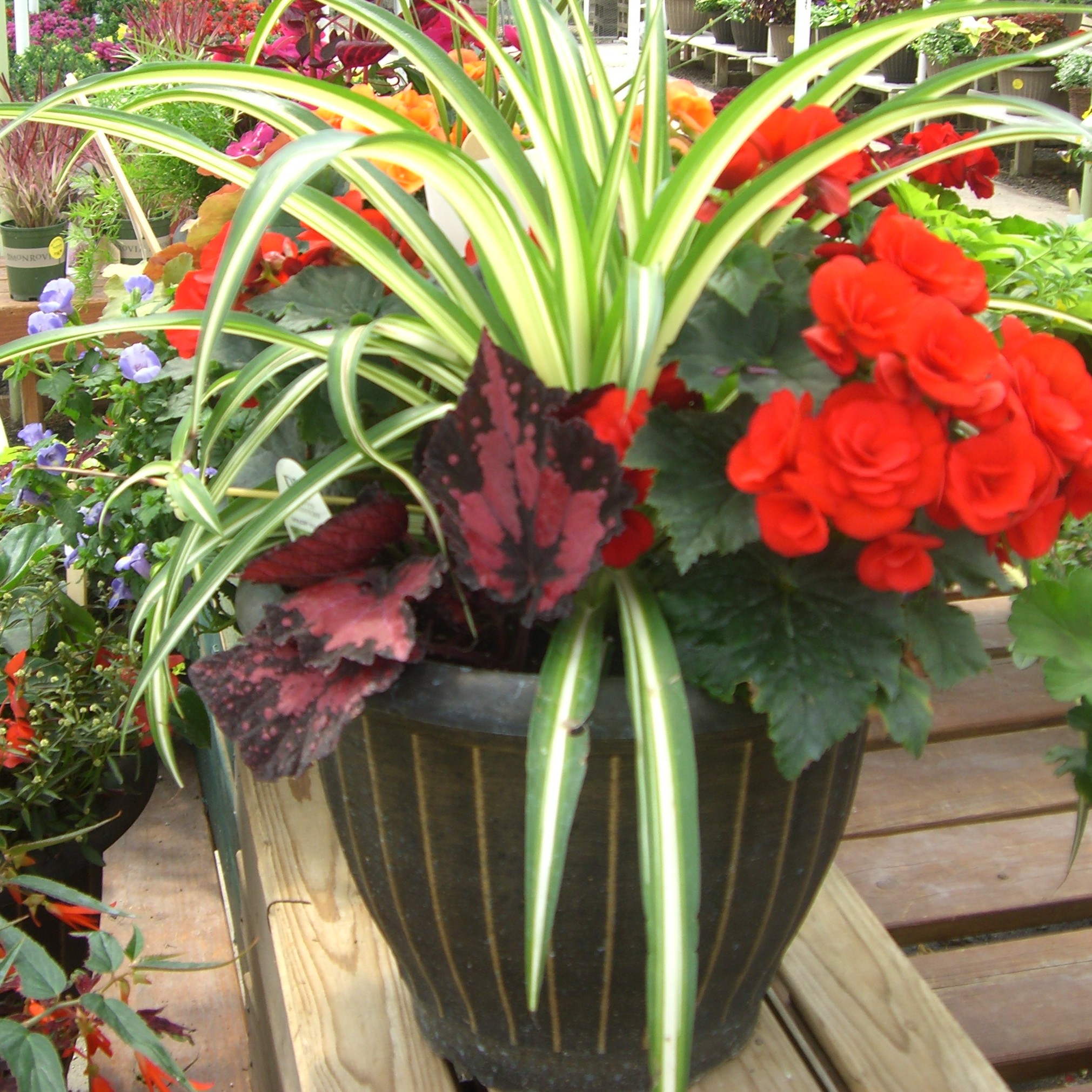 Dayton's Mixed Planters Containers | Knollwood Garden Center & Landscaping