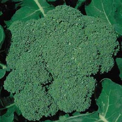 Dayton Vegetables and Fruits Garden Center| Knollwood Garden Center ...