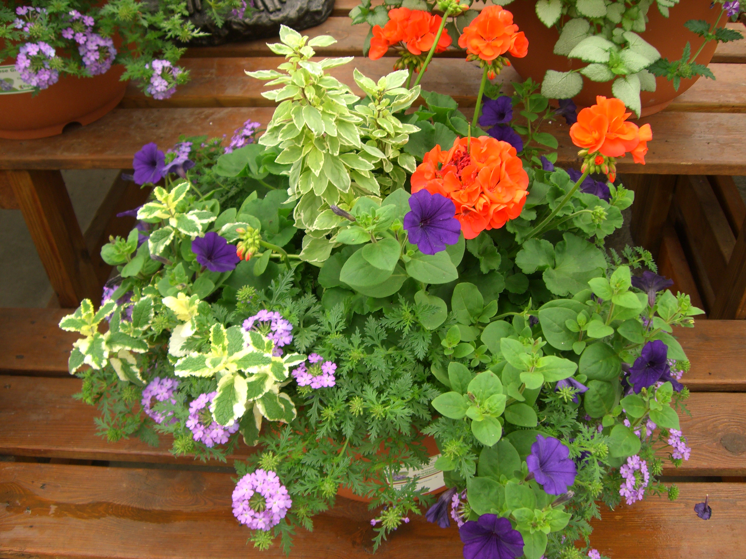 Dayton's Mixed Planters Containers | Knollwood Garden Center & Landscaping