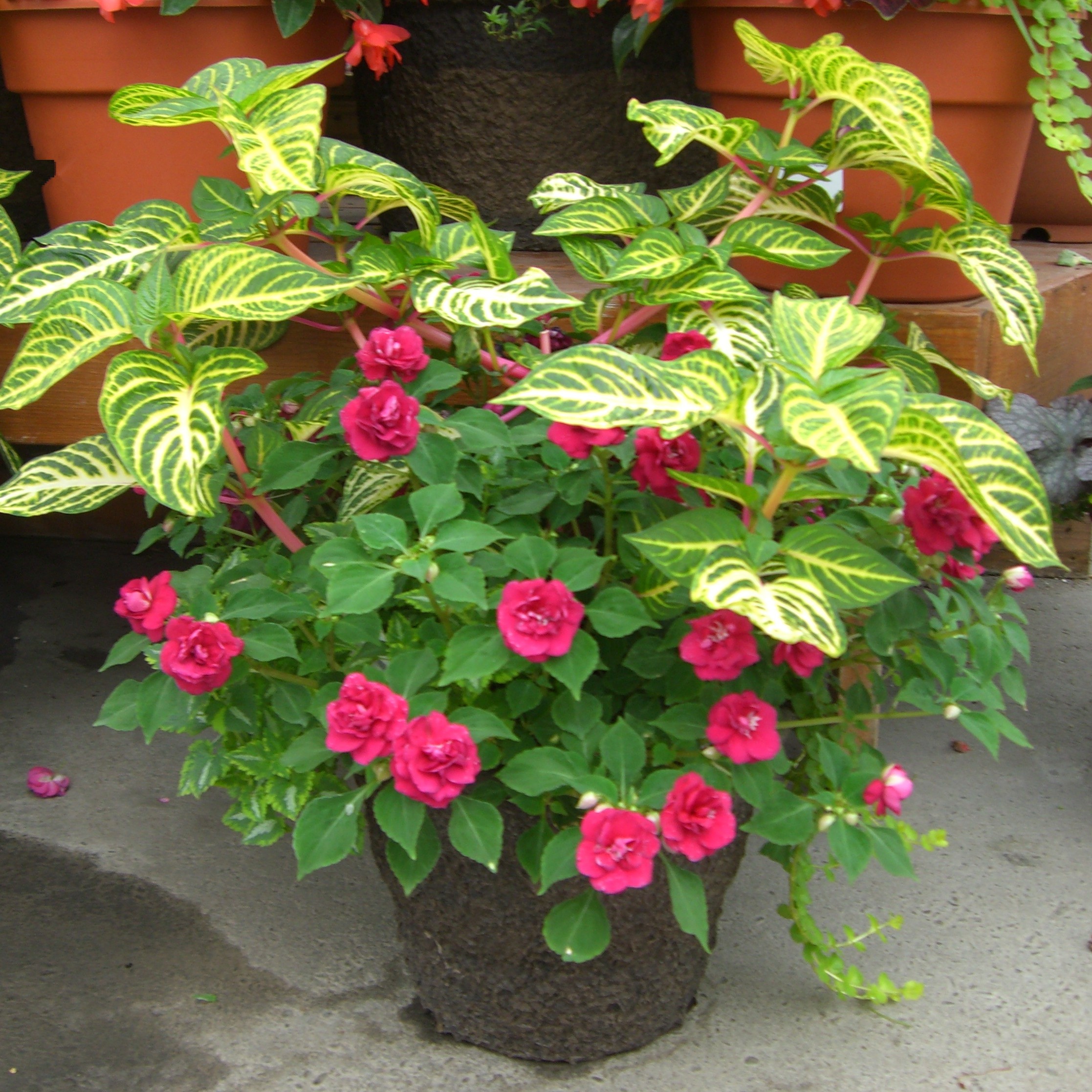Dayton's Mixed Planters Containers | Knollwood Garden Center & Landscaping