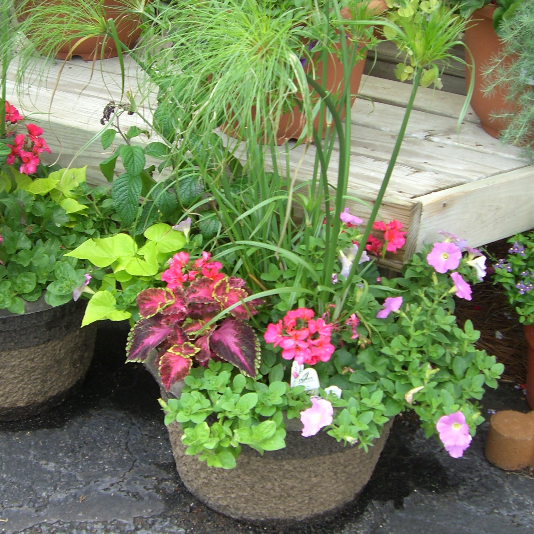 Dayton's Mixed Planters Containers | Knollwood Garden Center & Landscaping