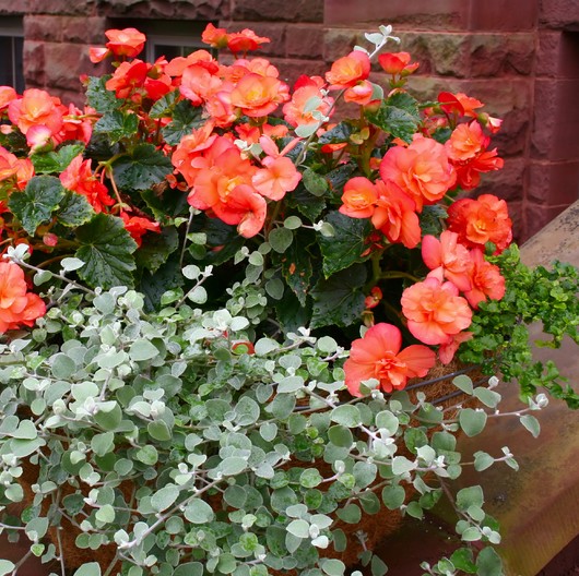 Dayton's Mixed Planters Containers | Knollwood Garden Center & Landscaping